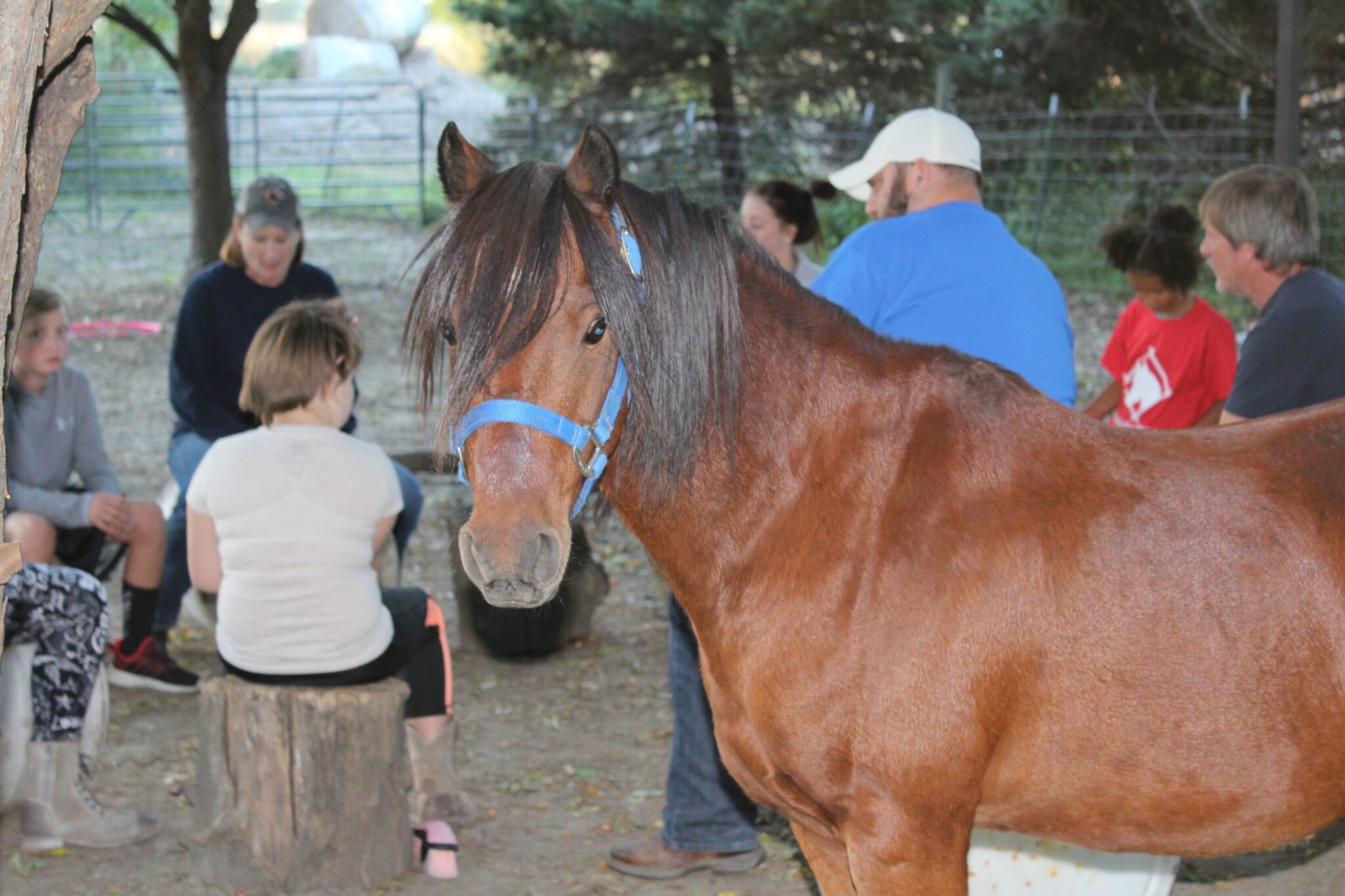 Stable Relationships II - Leadership - LyonHeart Equine Assisted Learning